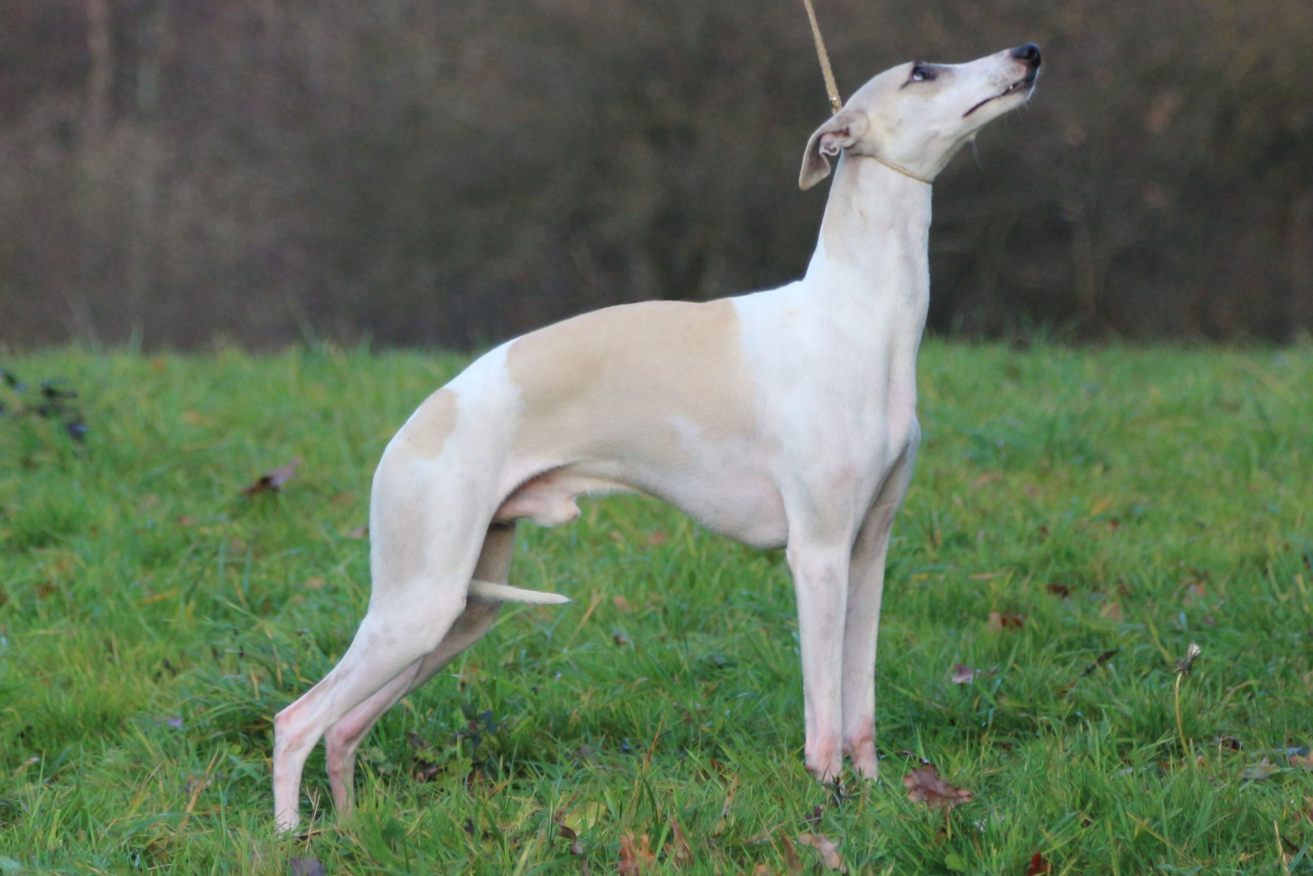 juste a pic, male whippet sable - Royal Fragrance