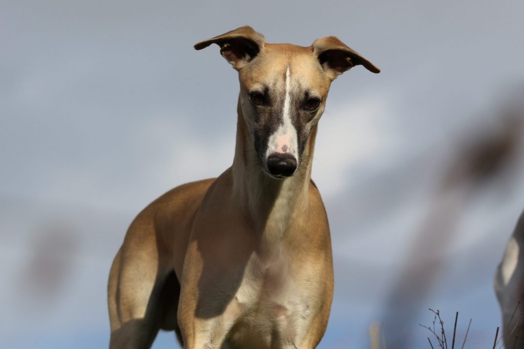 whippet our own way field dream of angels - Royal Fragrance