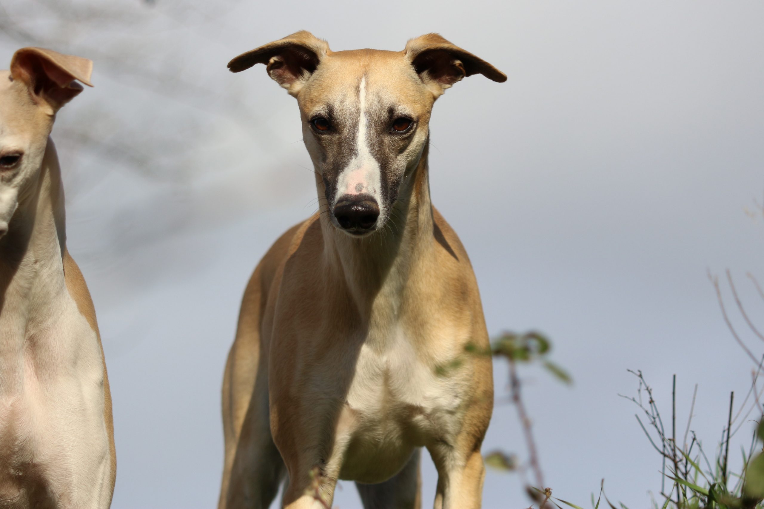whippet our own way field dream of angels - Royal Fragrance