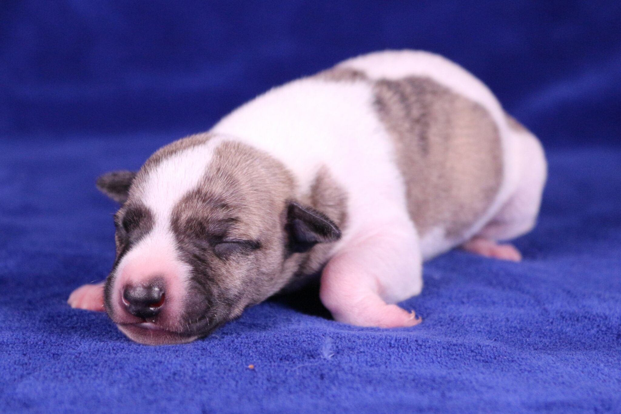 Portée Moose x Senza - Royal Fragrance